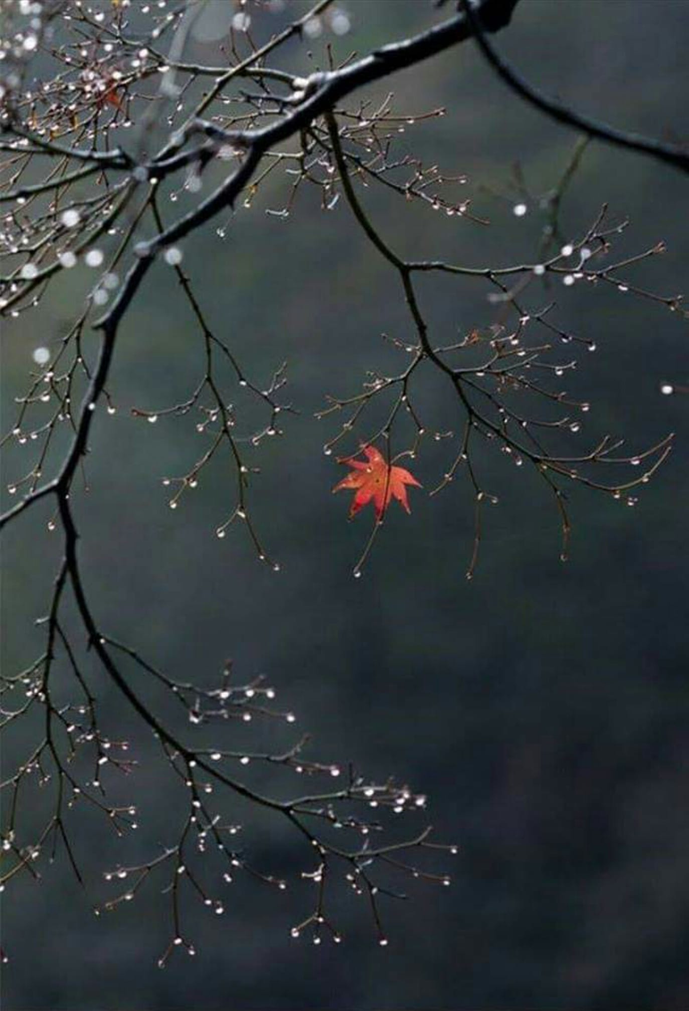 The Last Leaf | Digital Rabbit Hole