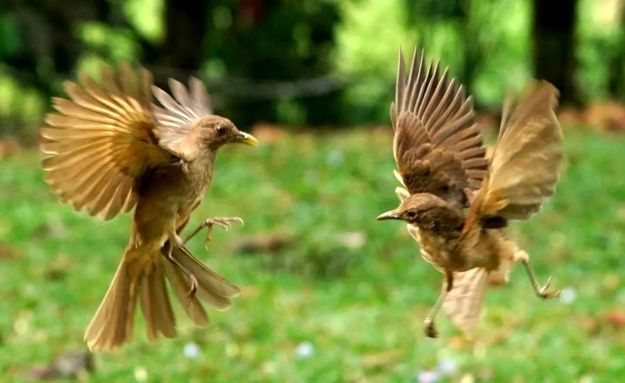 And Speaking of Birds: The Mating Season | Digital Rabbit Hole